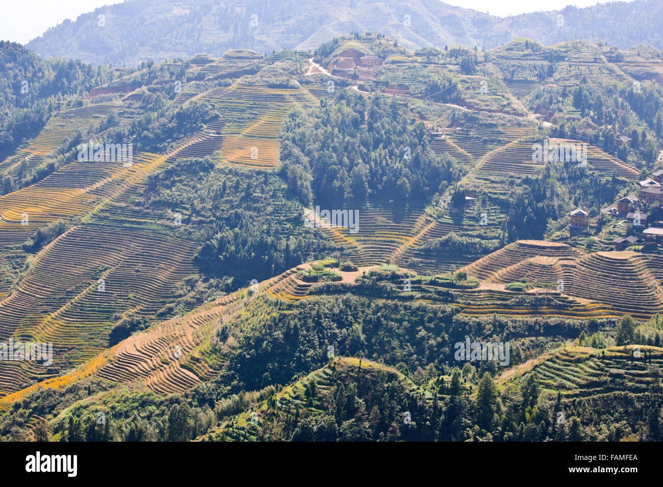 Jinkeng (Dazhai) Red Yao Terraced Fields,Surrounding Area,Rice Terraces ...