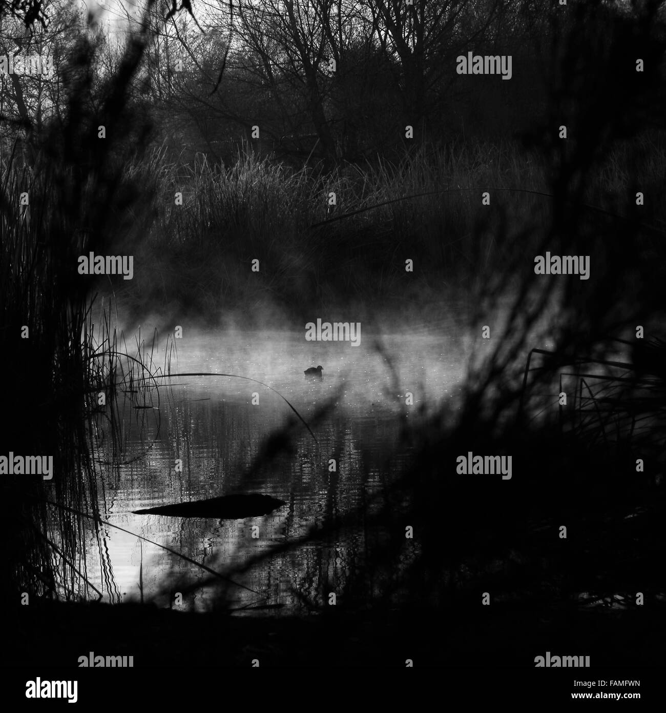 Fire duck Black and White Stock Photos & Images - Alamy