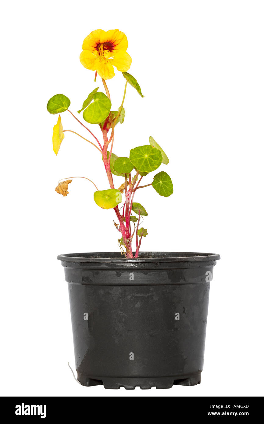 Nasturtium in flower pot Stock Photo - Alamy