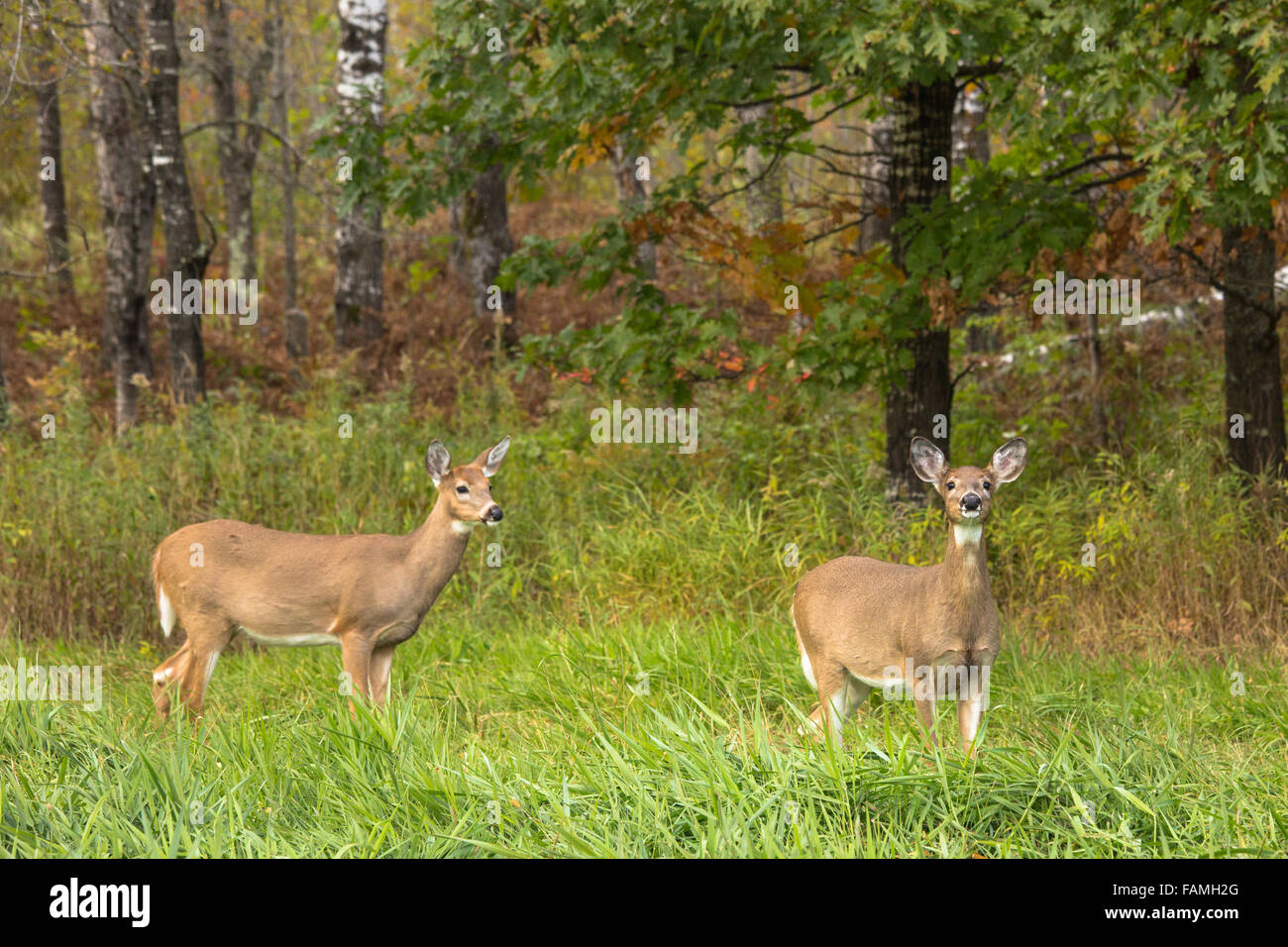 Two whitetails hi-res stock photography and images - Alamy