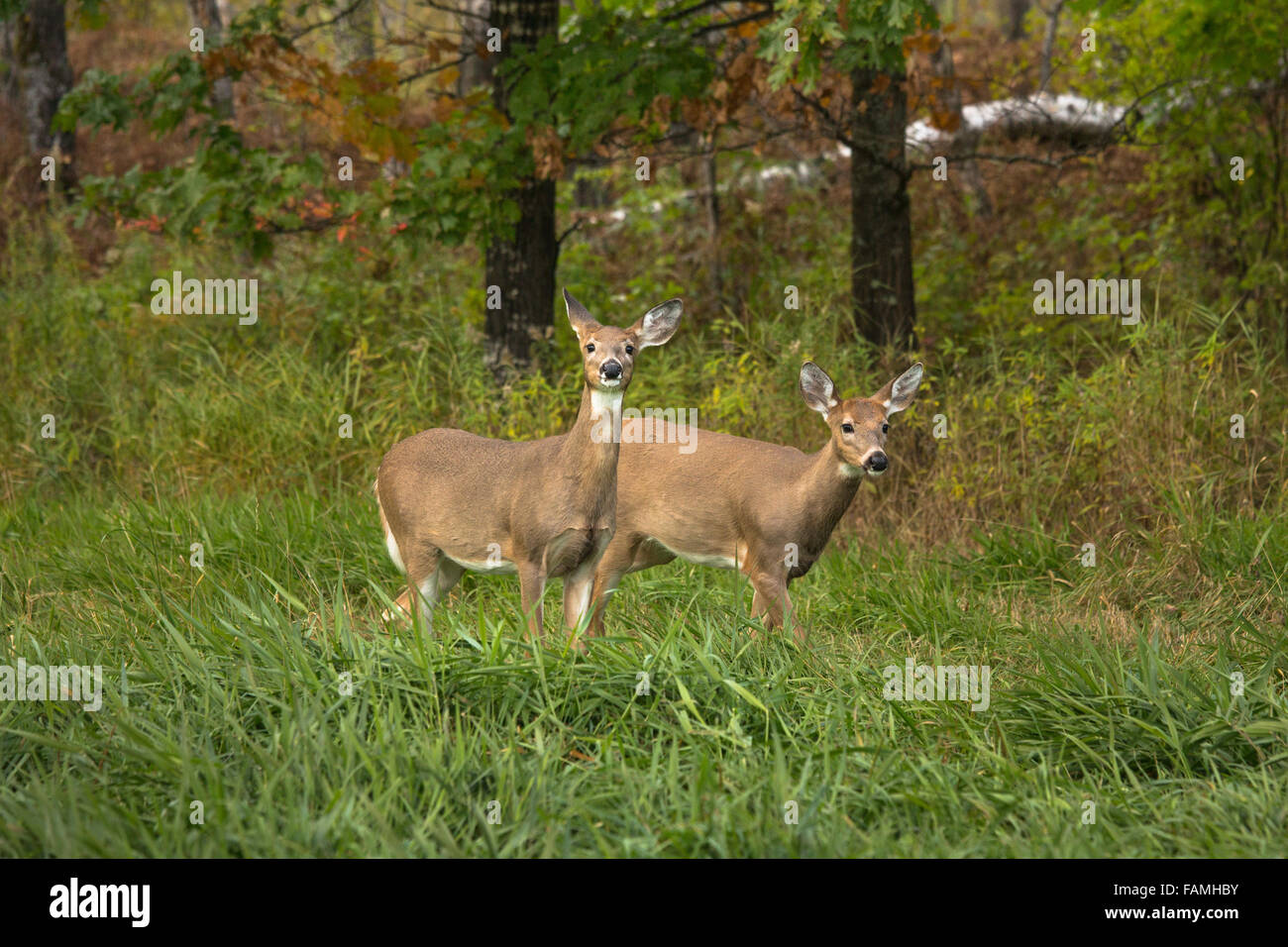 Two whitetail deer hi-res stock photography and images - Alamy