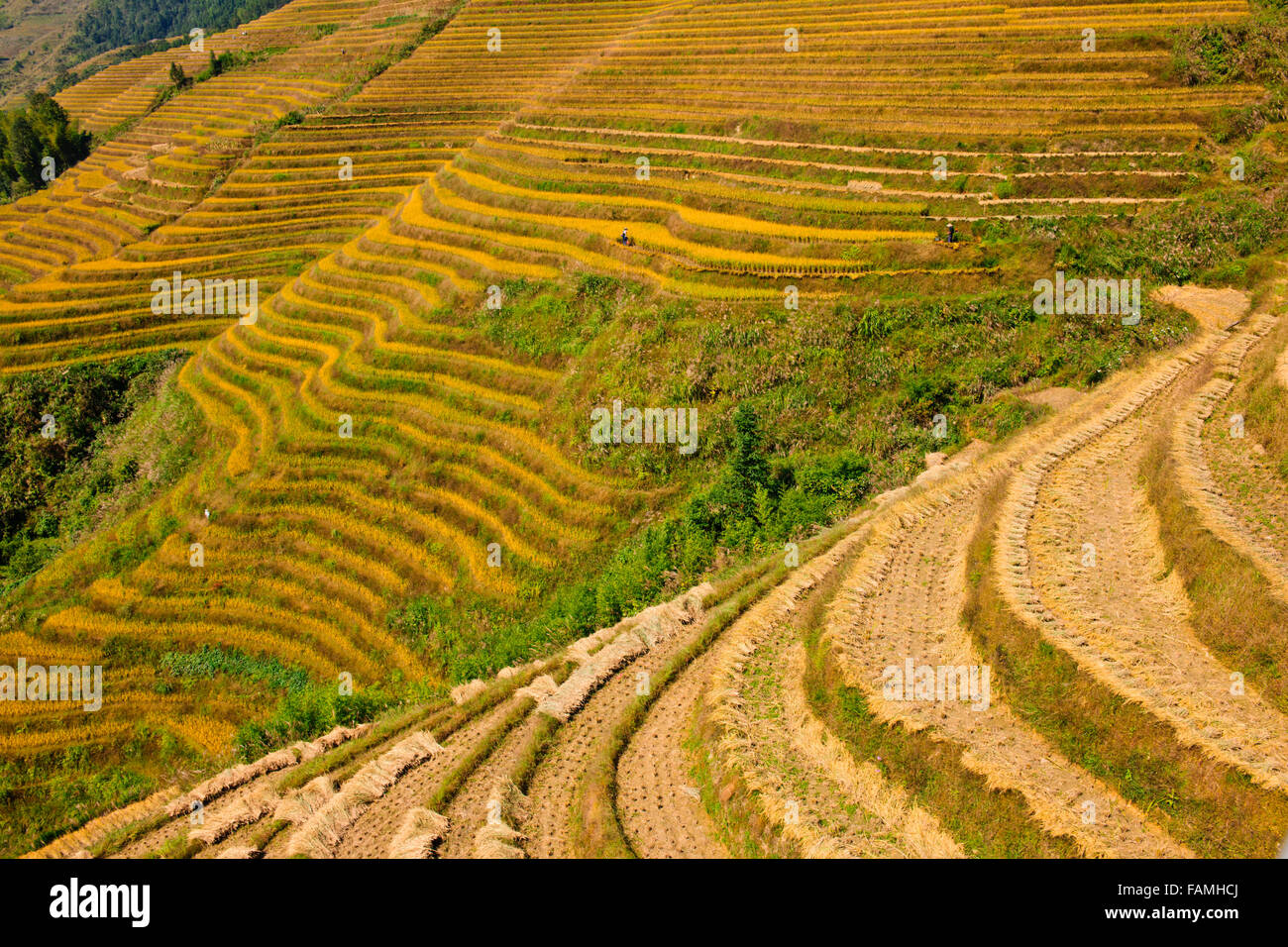 Jinkeng (Dazhai) Red Yao Terraced Fields,Surrounding Area,Rice Terraces ...