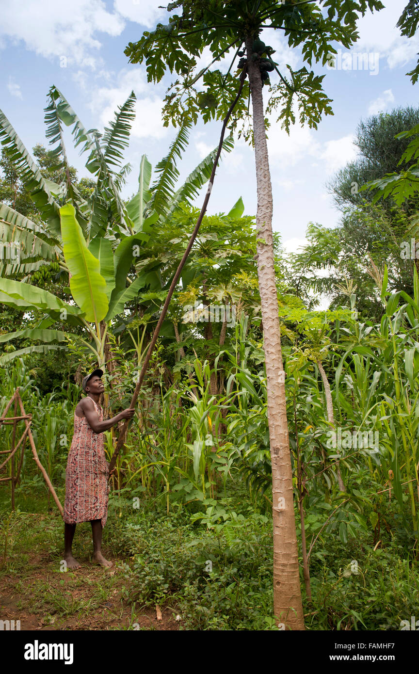 Lady with long stick knocking ripe Papaya fruit out of tree. Kenya ...