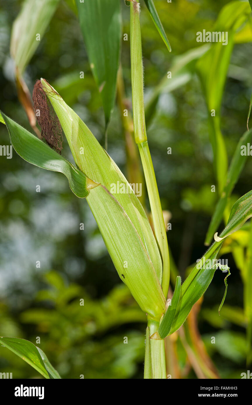 Maize seed head, Kenya Stock Photo - Alamy