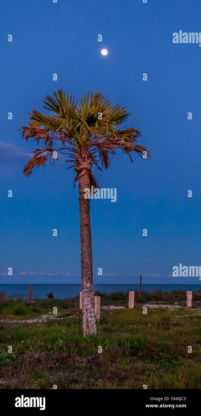 Moon above a palm tree Stock Photo - Alamy