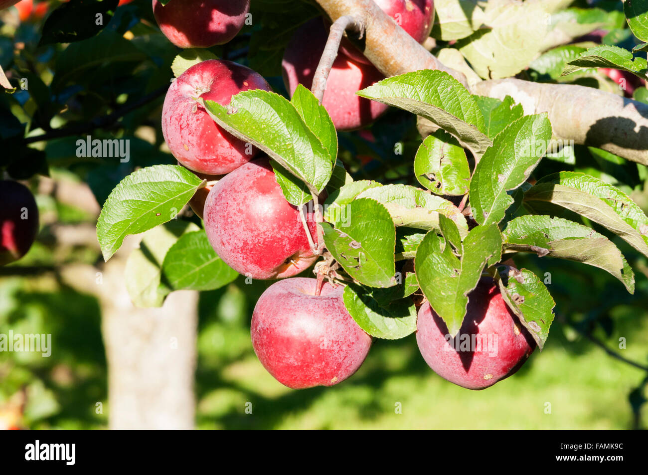 Apples of the Spartan variety growing on a tree Stock Photo - Alamy