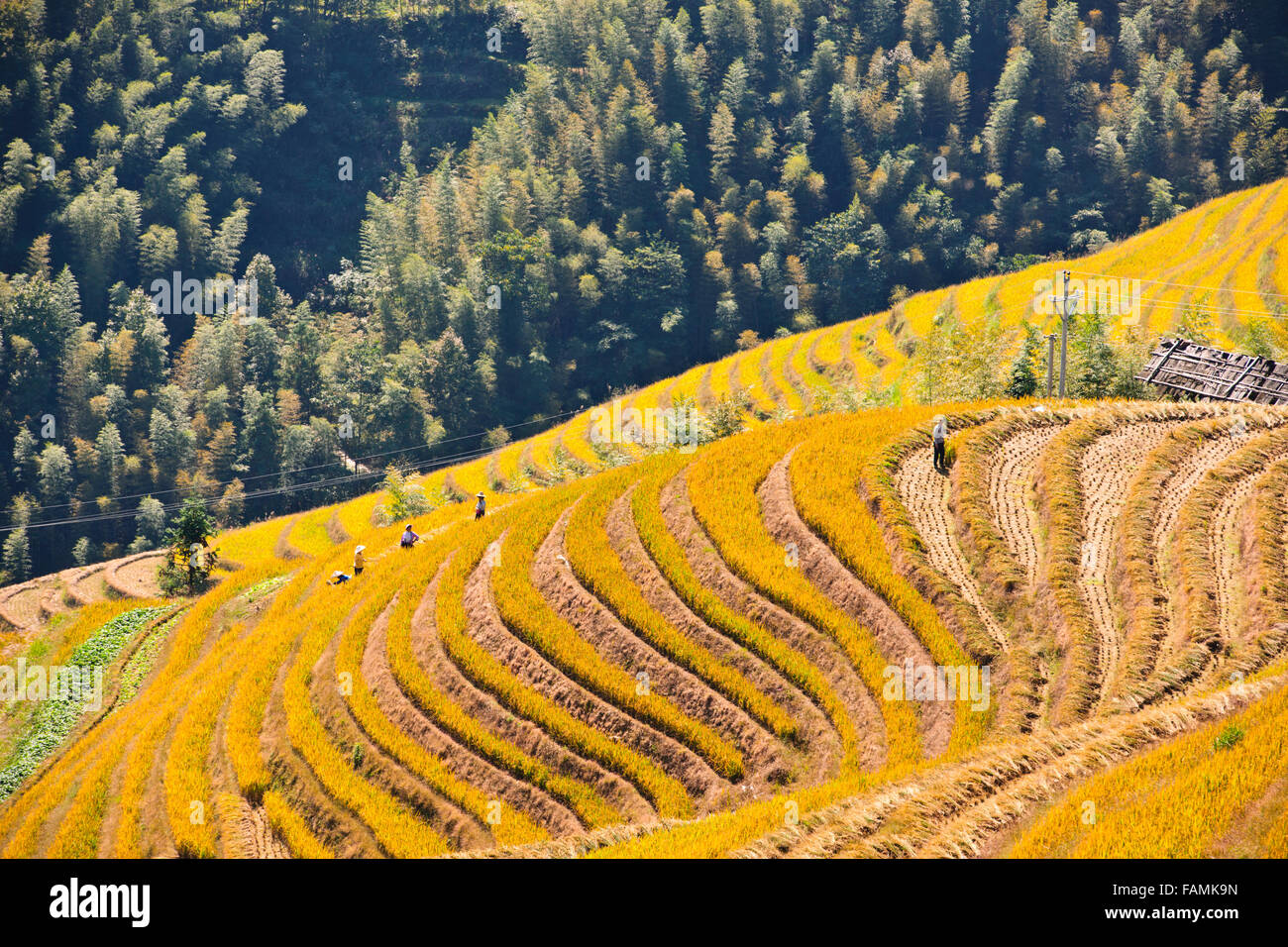 Jinkeng (Dazhai) Red Yao Terraced Fields,Surrounding Area,Rice Terraces ...