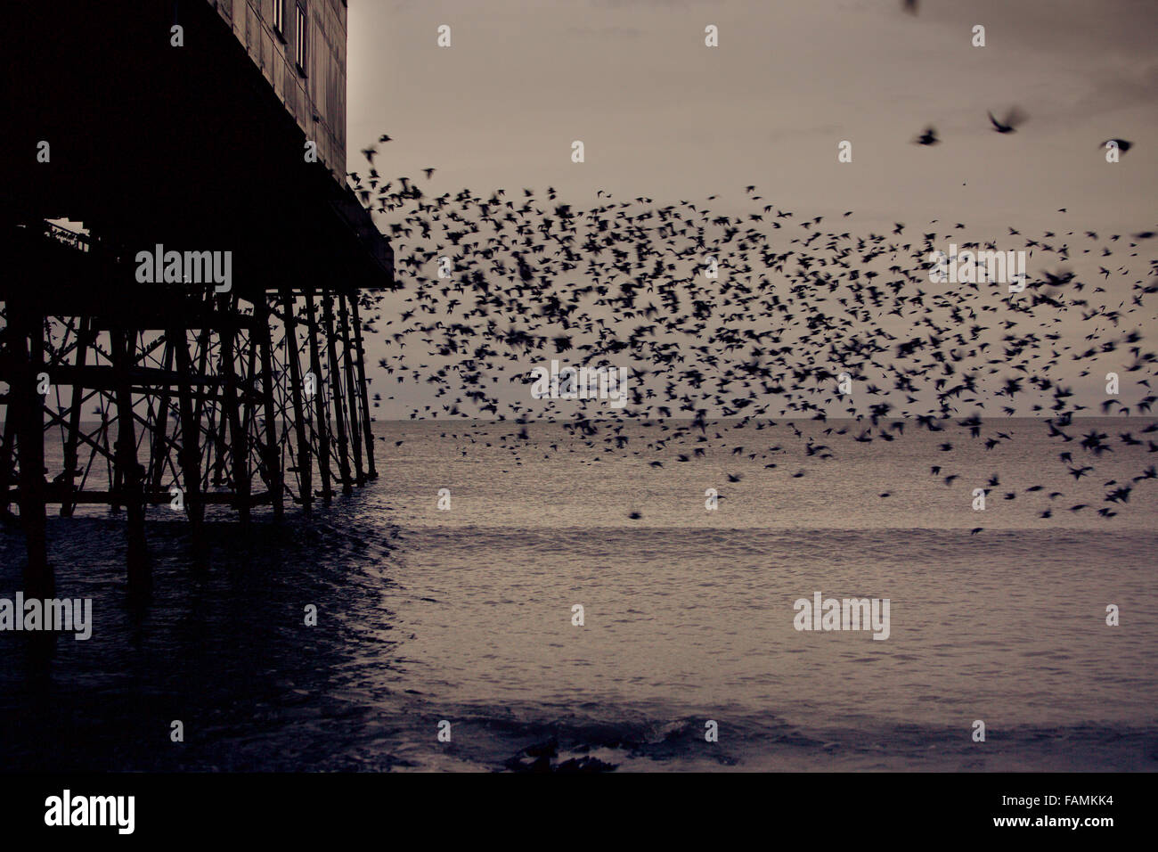 Aberystwyth, UK. 1st Jan, 2016. A flock of Starlings roosting under the ...