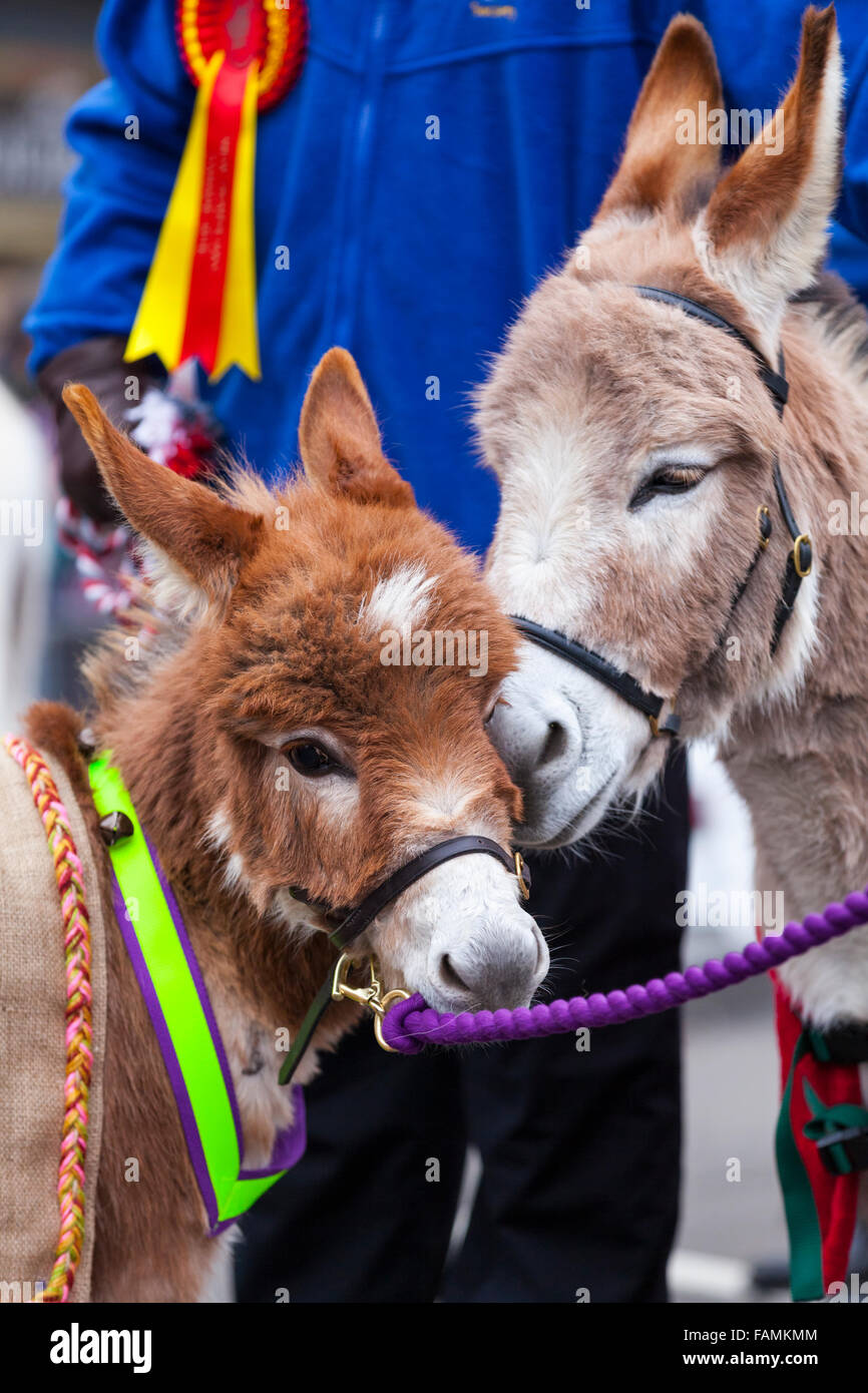 London, UK. 1st January, 2016. A young donkey walks the parade with the ...