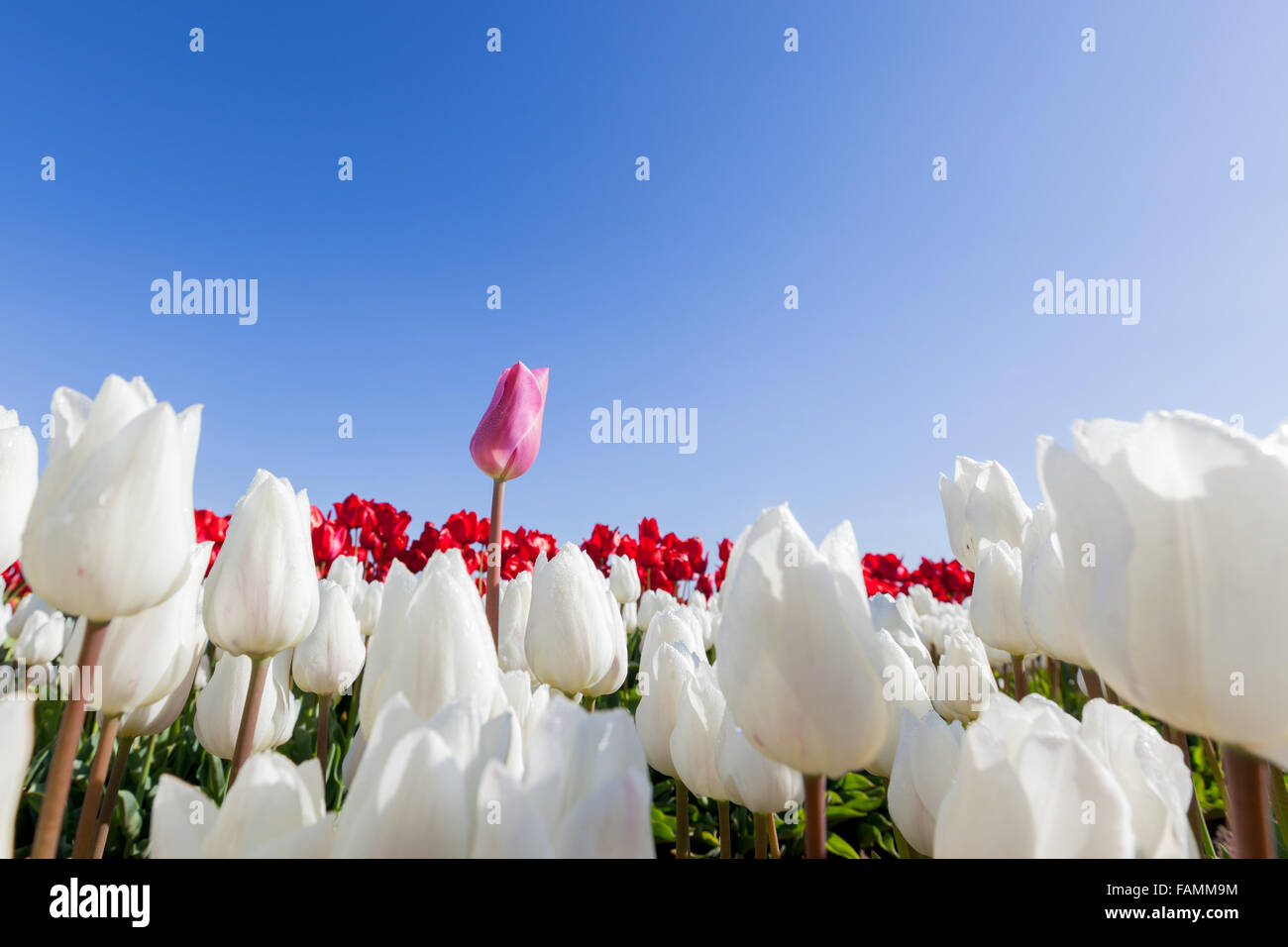 A tall pink tulip standing over white and red tulips at a farm in ...
