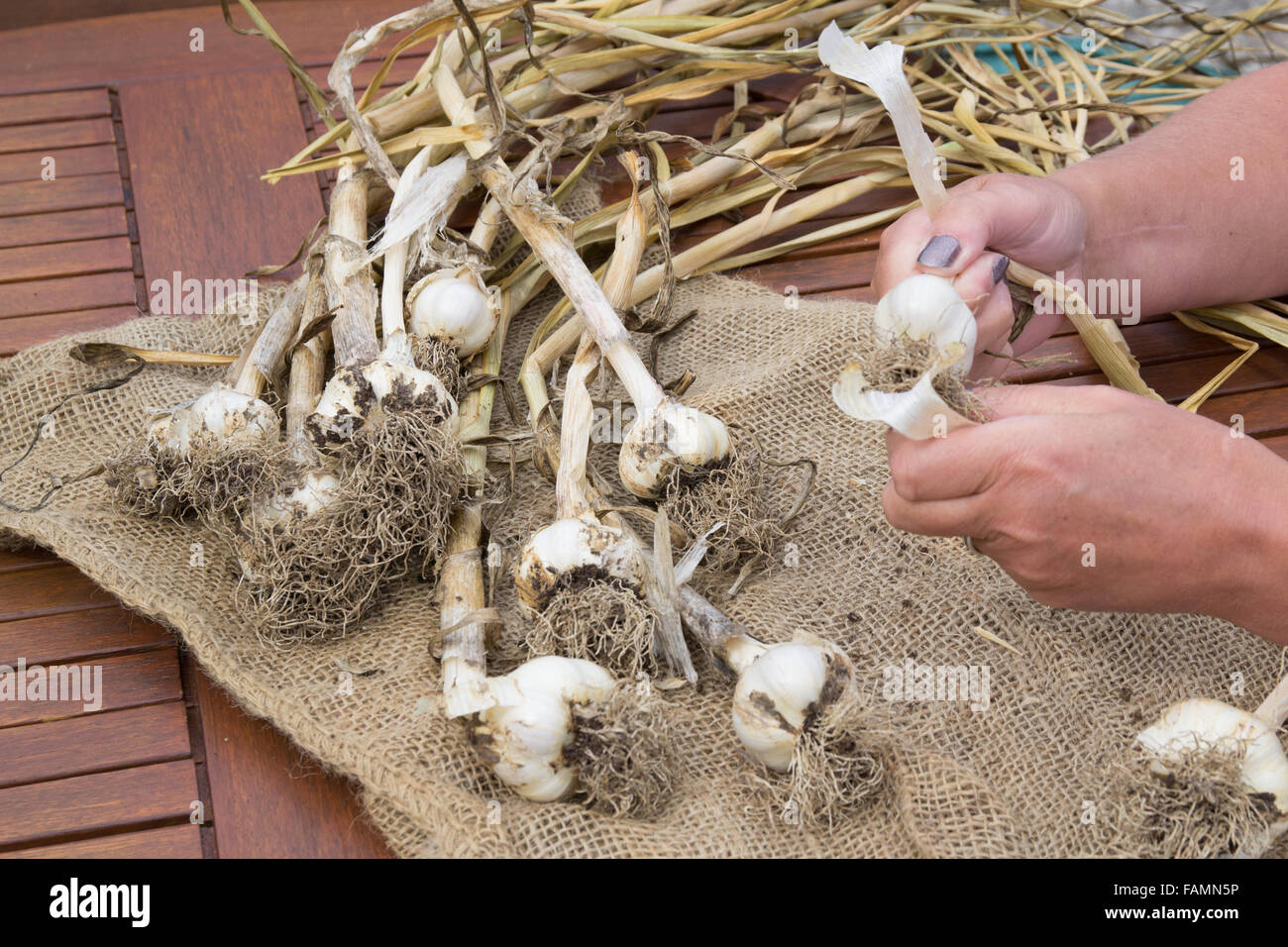 Garlic plants hi-res stock photography and images - Alamy