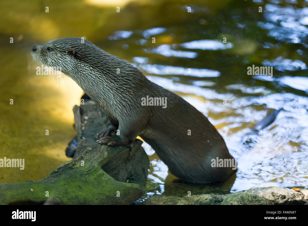 European otter (Lutra lutra), also known as the Eurasian otter ...