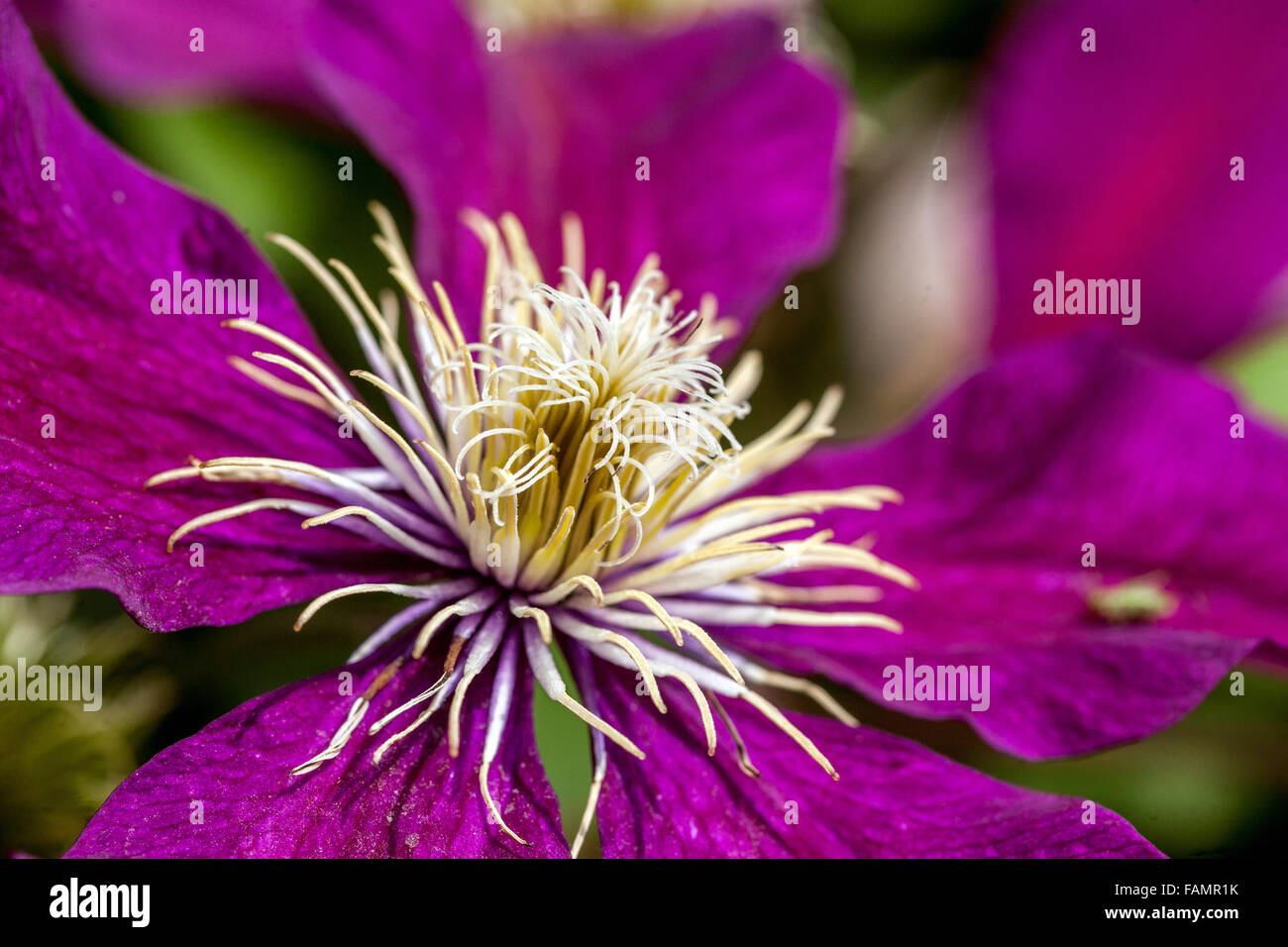 Burgundy color hi-res stock photography and images - Alamy