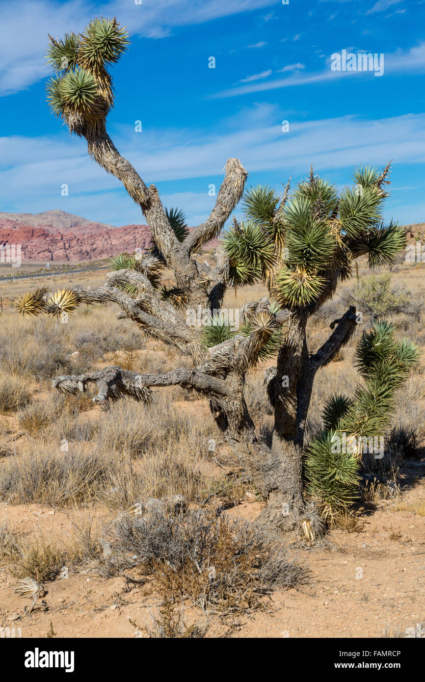 Rock tree landscape hi-res stock photography and images - Alamy