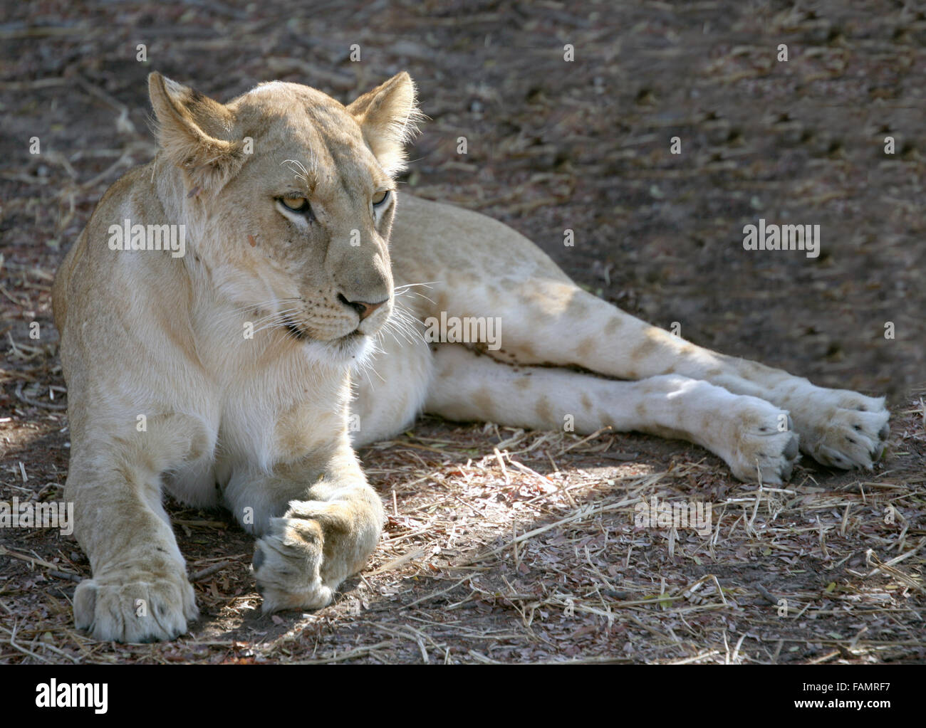 Lion Laying Down High Resolution Stock Photography and Images - Alamy