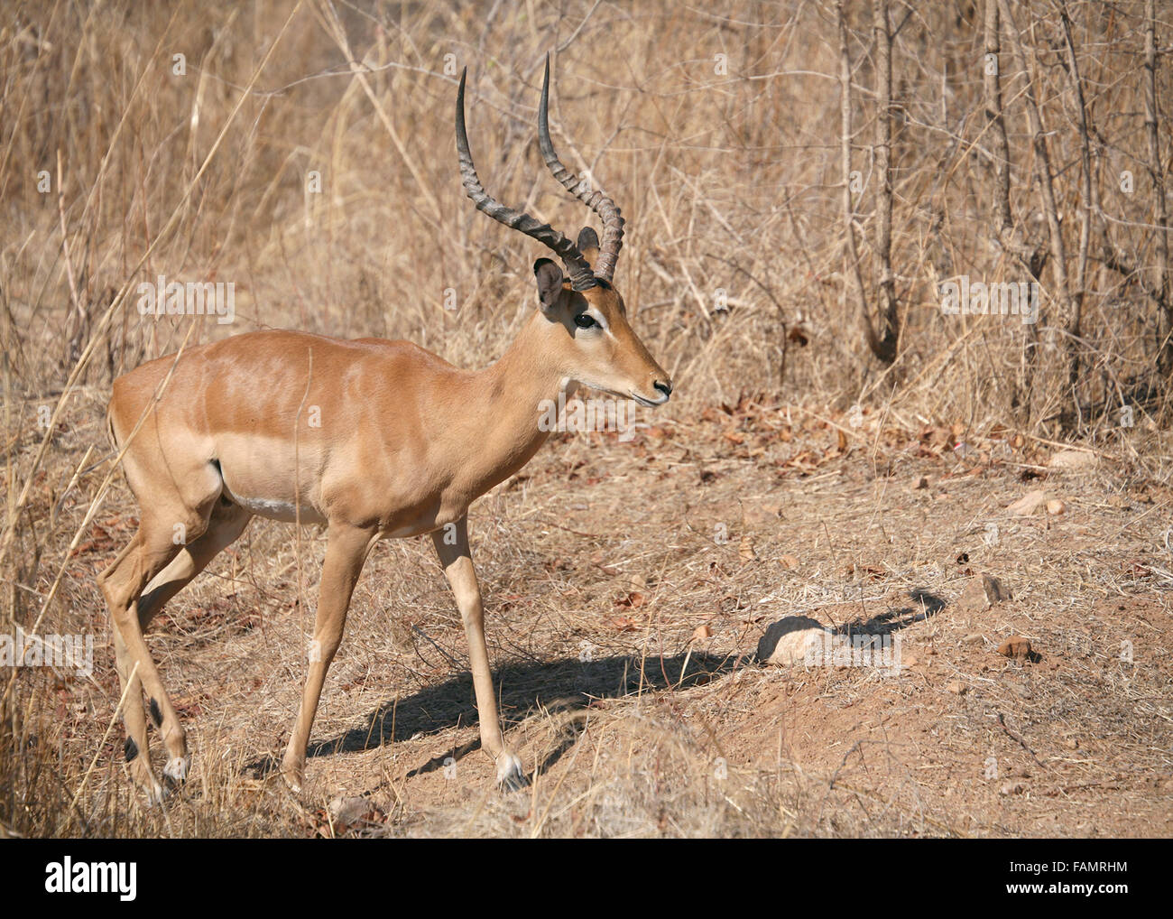 Tanzania impala hi-res stock photography and images - Alamy