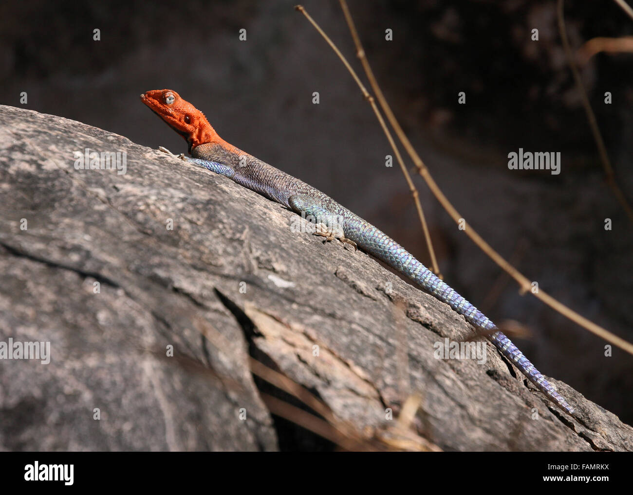 Agama Lizard Basking Side View Tanzania East Africa Stock Photo - Alamy