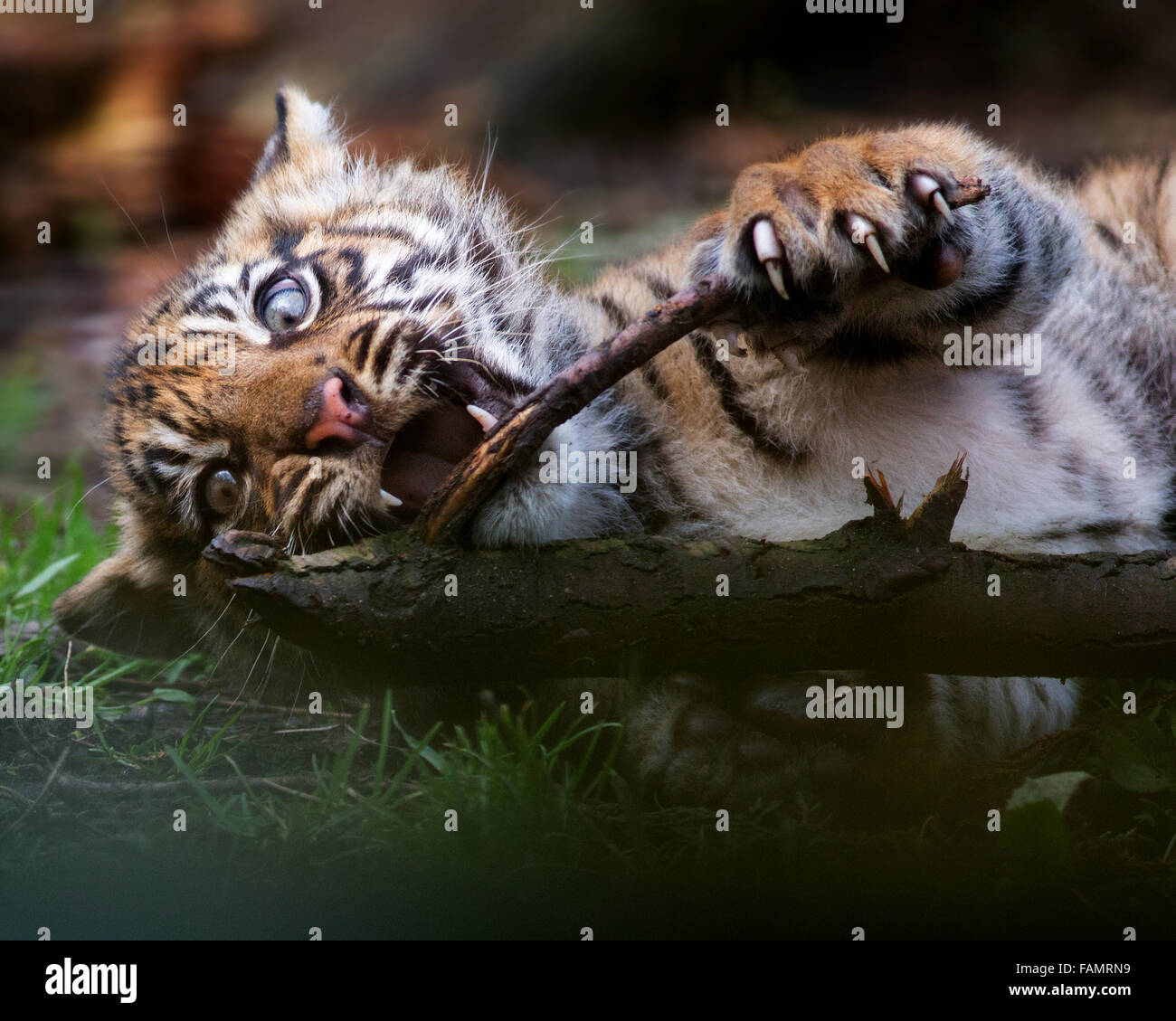 Tiger cub bite Stock Photo - Alamy