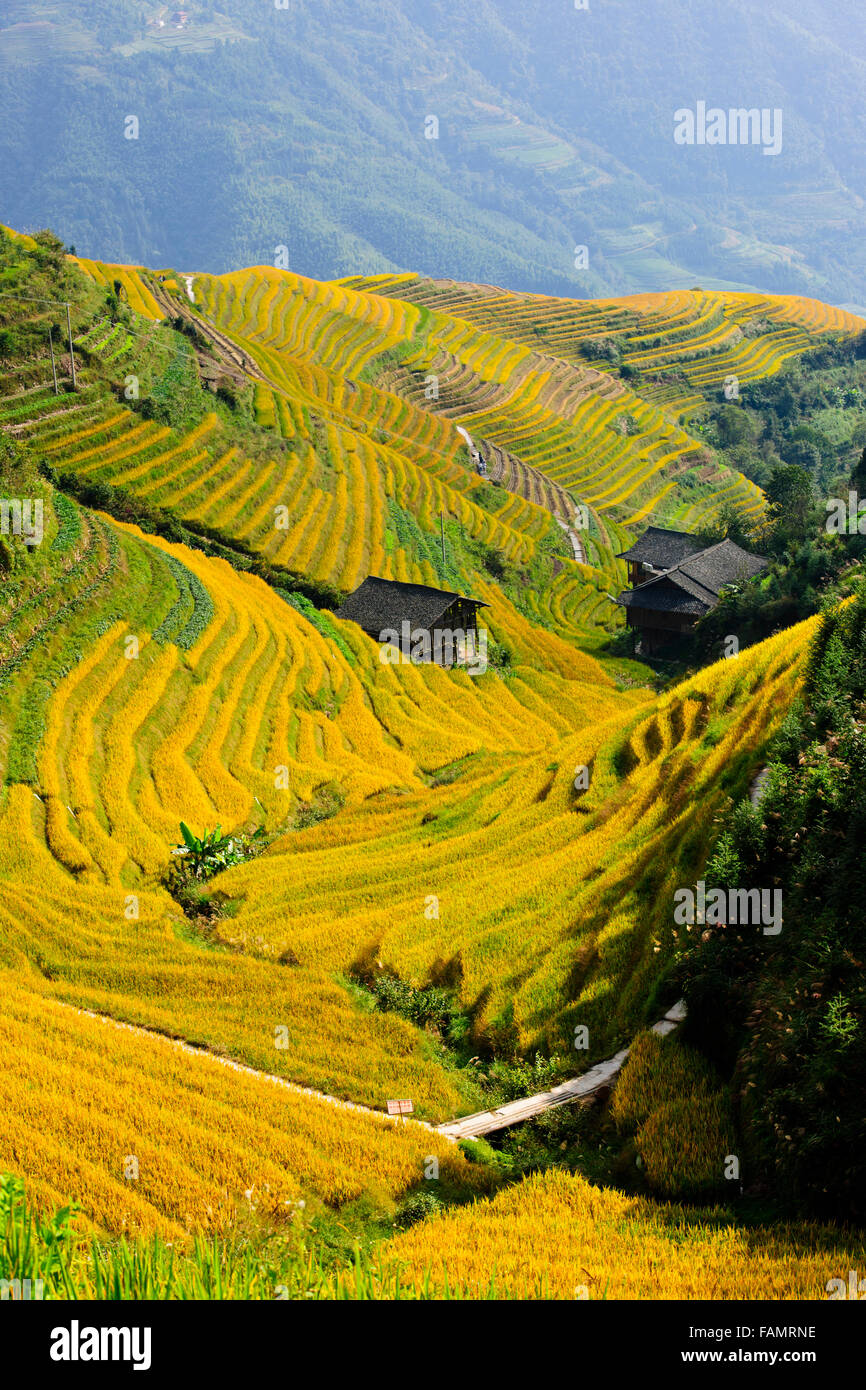 Longji Rice Terraces,Dazhai Villages, Surrounding Area,Rice Crops ...