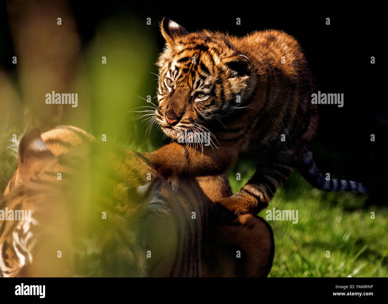 Tiger Mothers Stock Photos & Tiger Mothers Stock Images - Alamy
