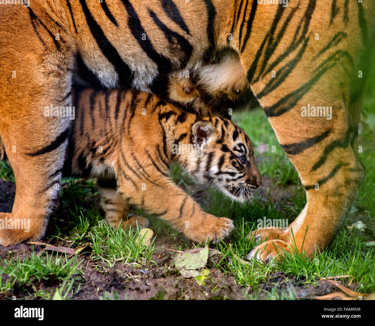 Tiger cub walking through mothers legs Stock Photo - Alamy