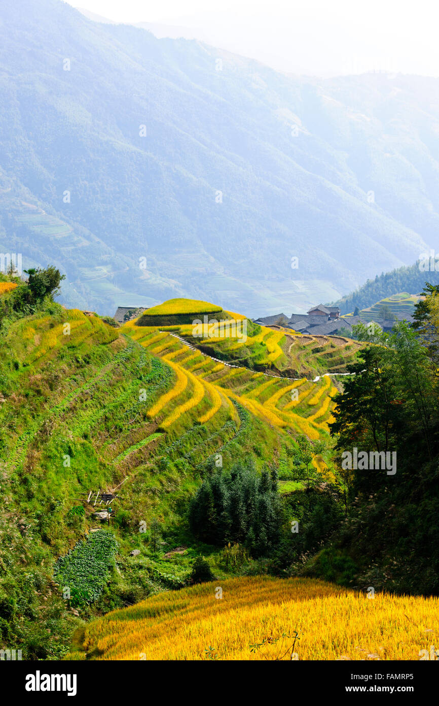 Longji Rice Terraces,Dazhai Villages, Surrounding Area,Rice Crops ...