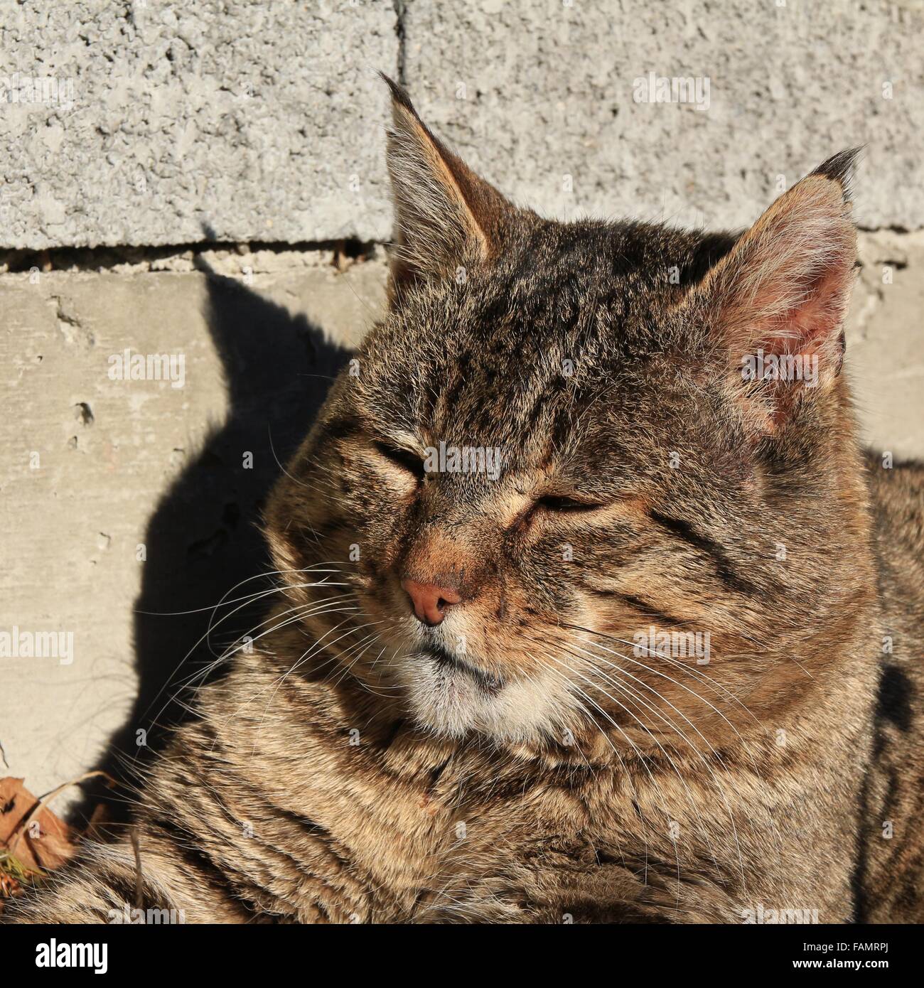 Head of a beautiful tom cat Stock Photo - Alamy