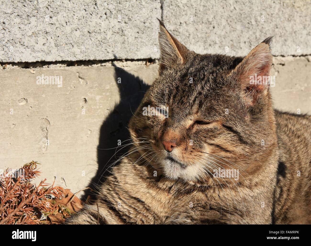 Beautiful old tom cat lying in the sun Stock Photo - Alamy