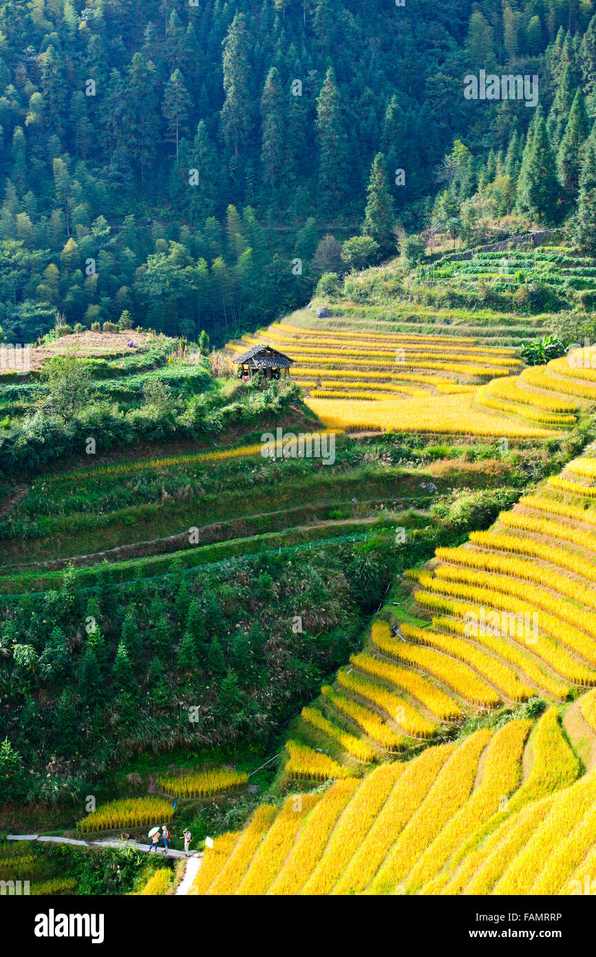 Longji Rice Terraces,Dazhai Villages, Surrounding Area,Rice Crops ...