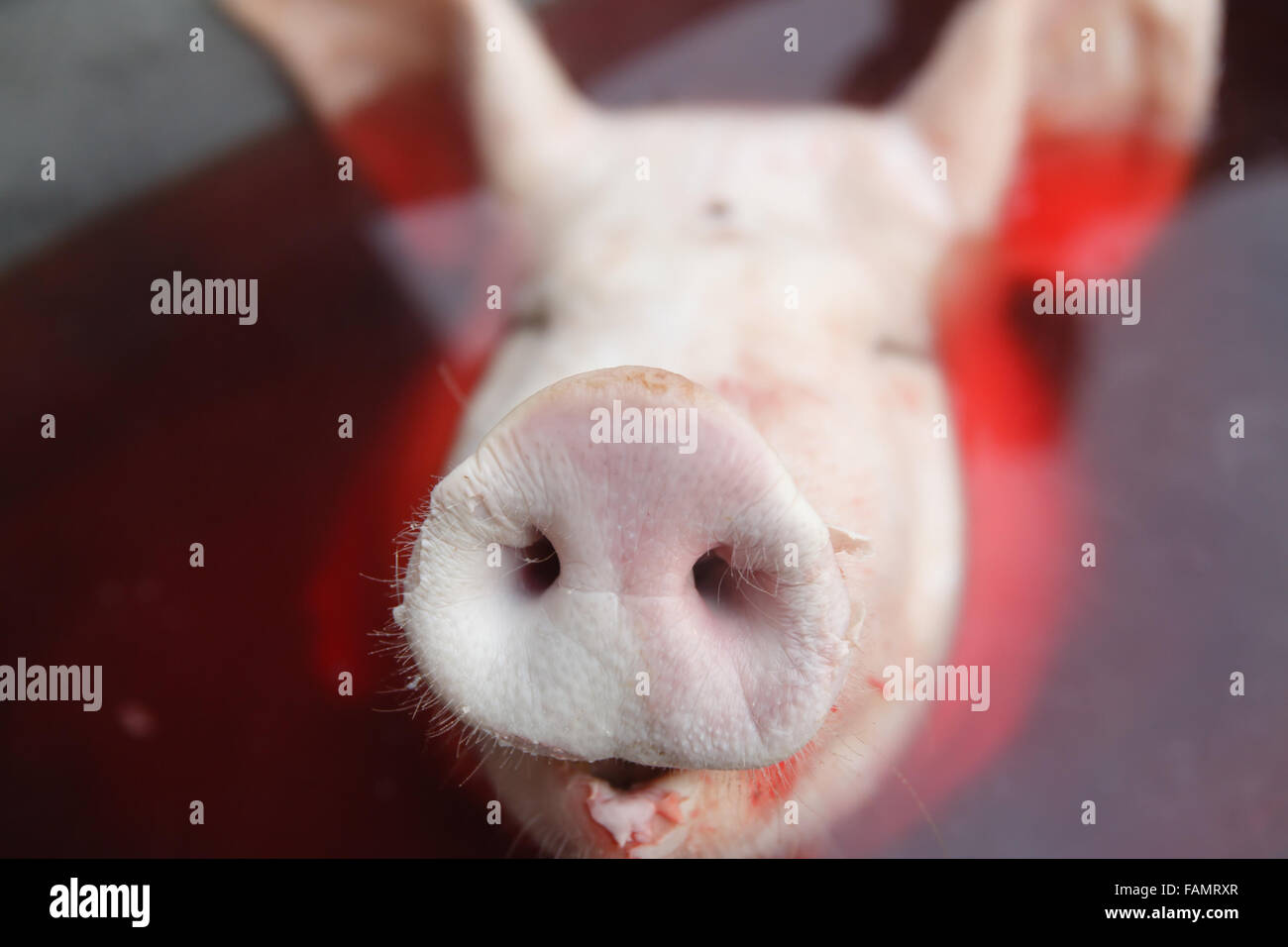 The head of a pig, focus on the snout (Shallow DOF Stock Photo - Alamy