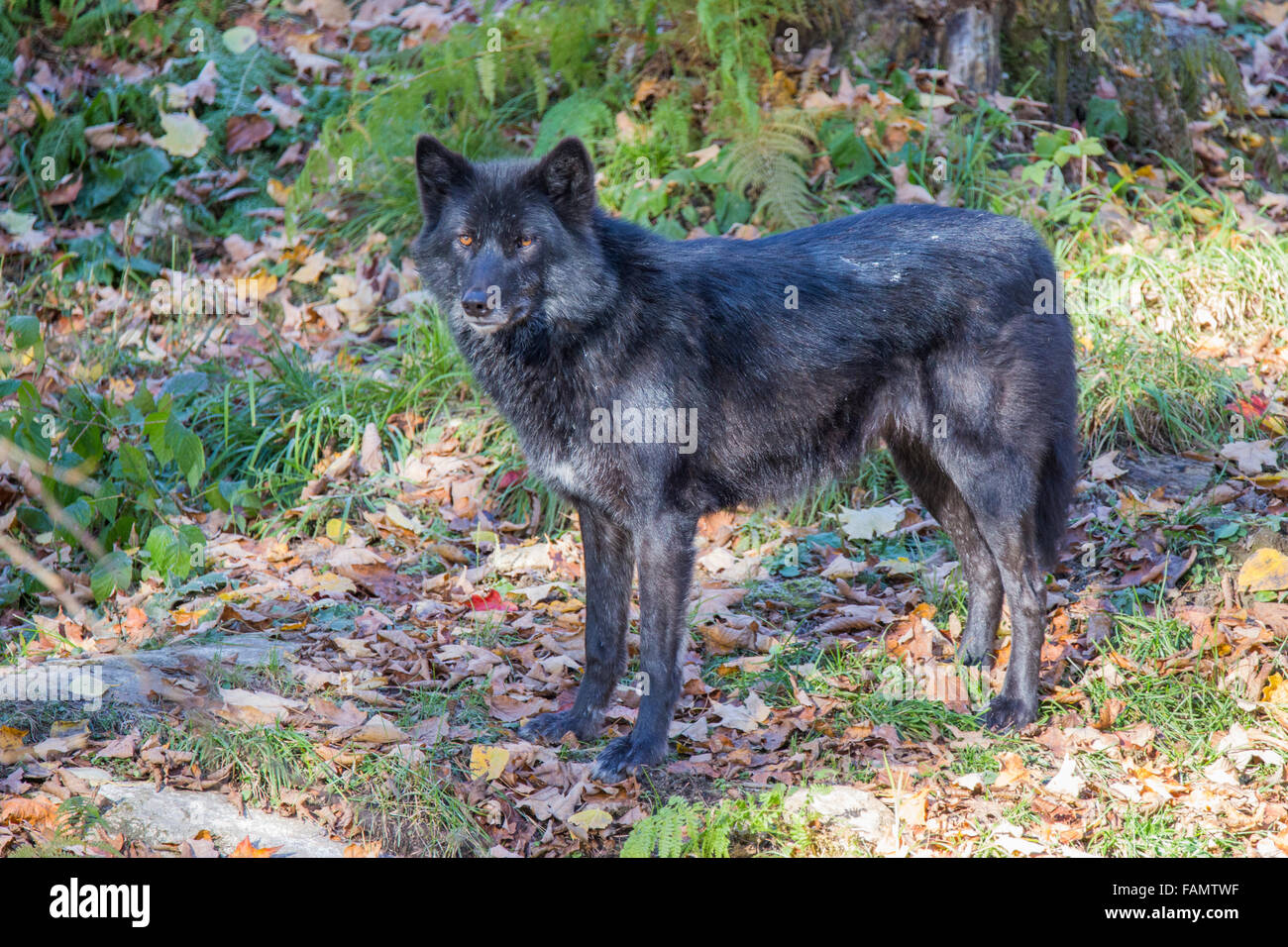 Black timber wolf hi-res stock photography and images - Alamy