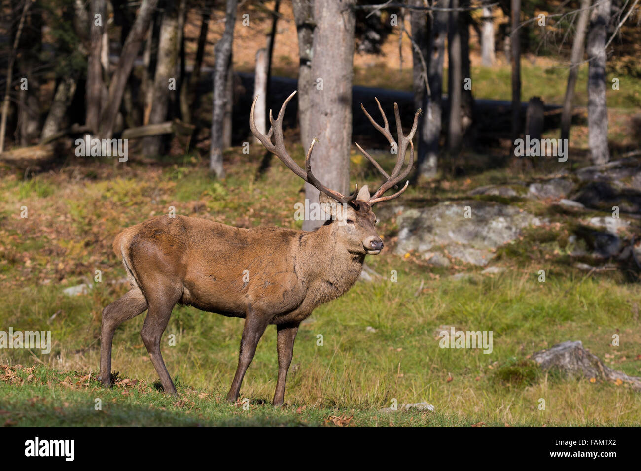 Red deer stag bugling hi-res stock photography and images - Alamy