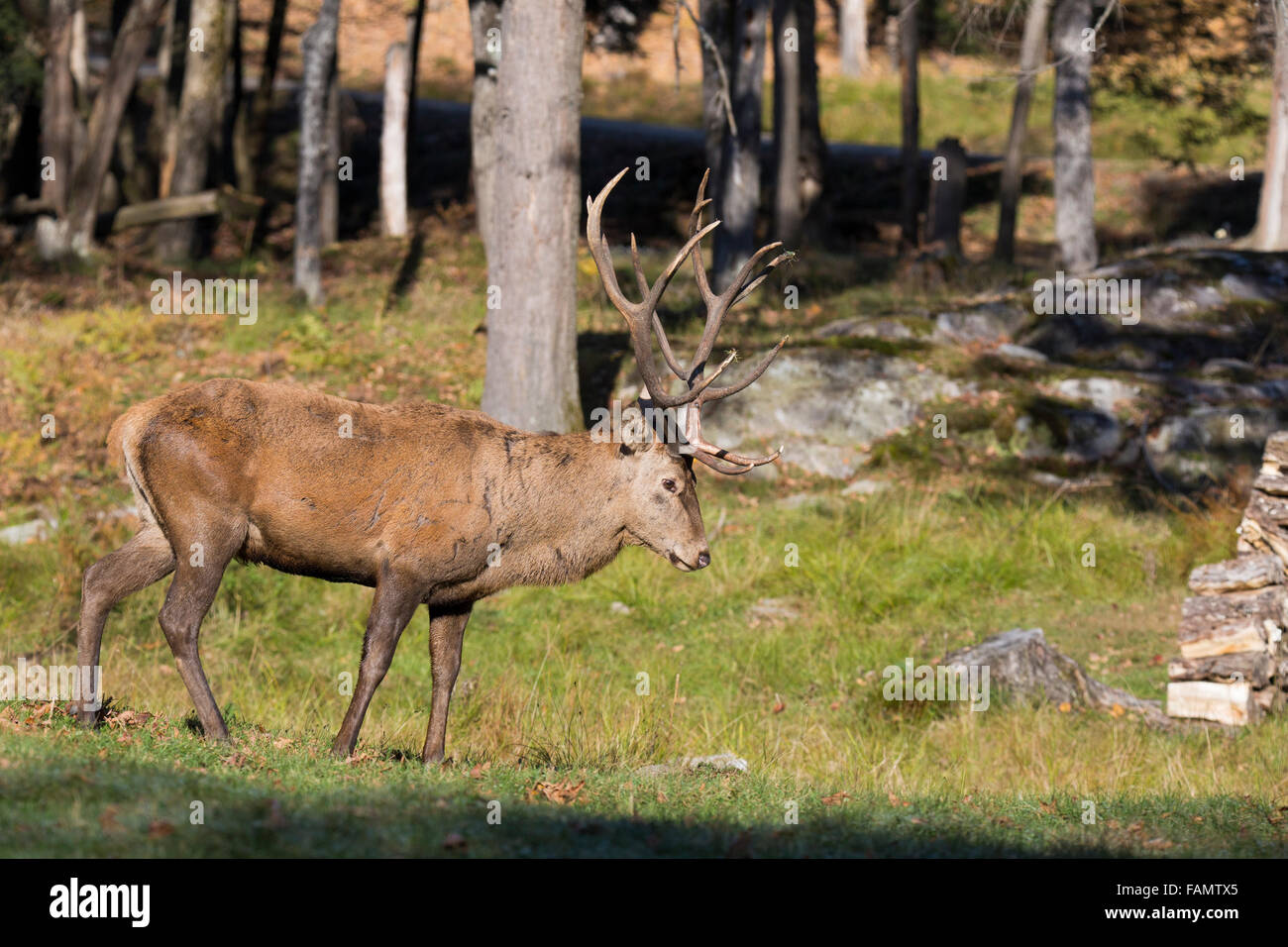 Red deer stag bugling hi-res stock photography and images - Alamy