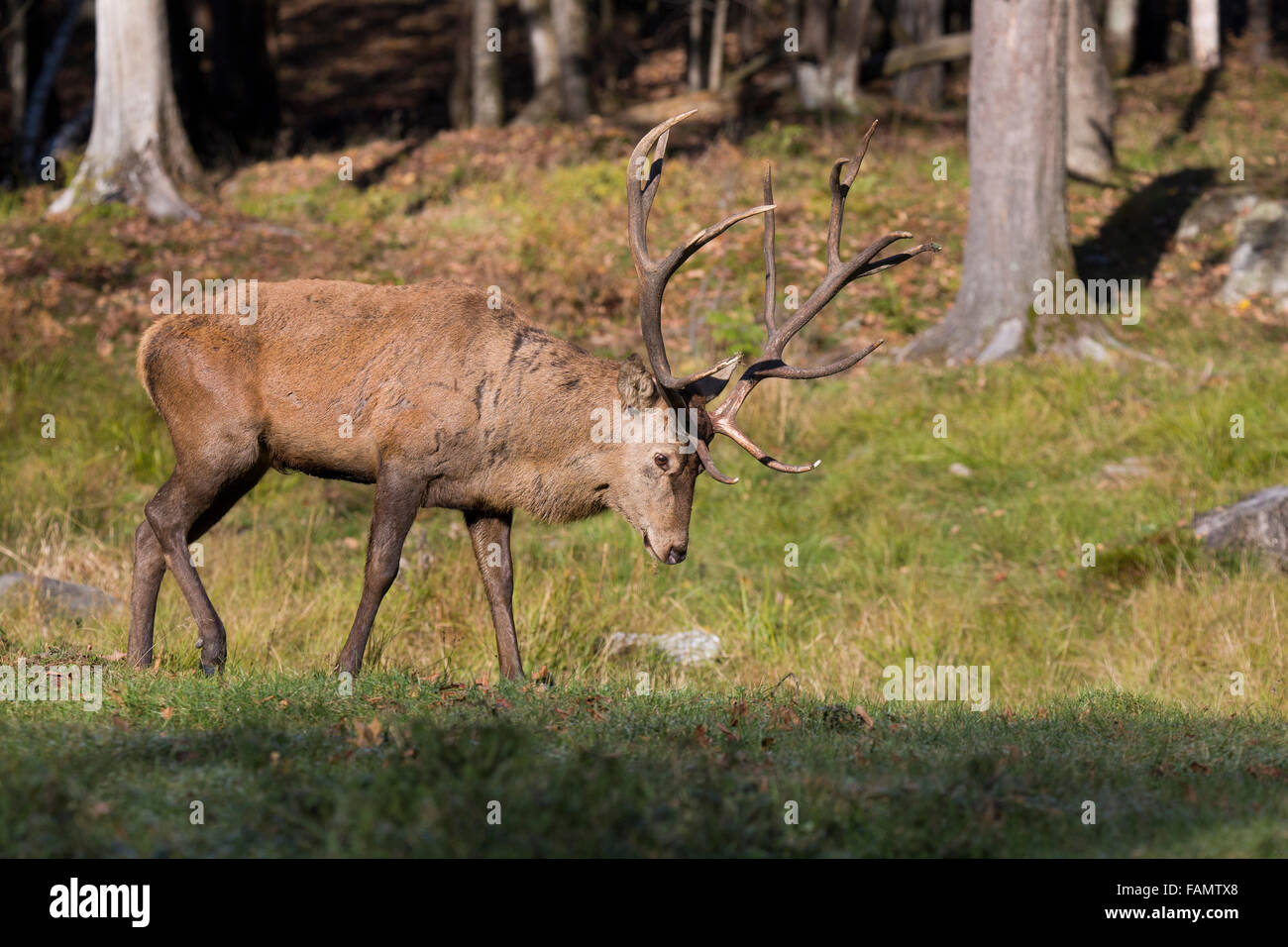 Red deer stag bugling hi-res stock photography and images - Alamy