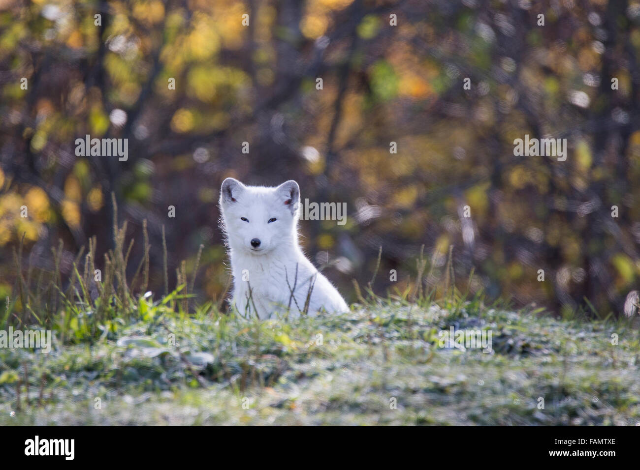 Arctic fox jumping hi-res stock photography and images - Alamy
