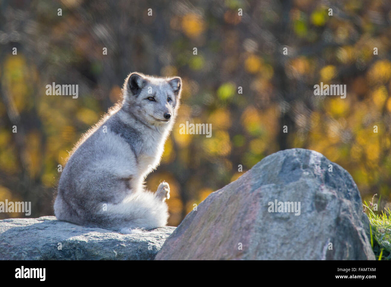 Vulpes lagopus hi-res stock photography and images - Alamy