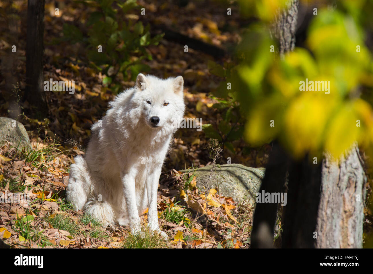 quebec, canada, north, cold, coldest Stock Photo - Alamy