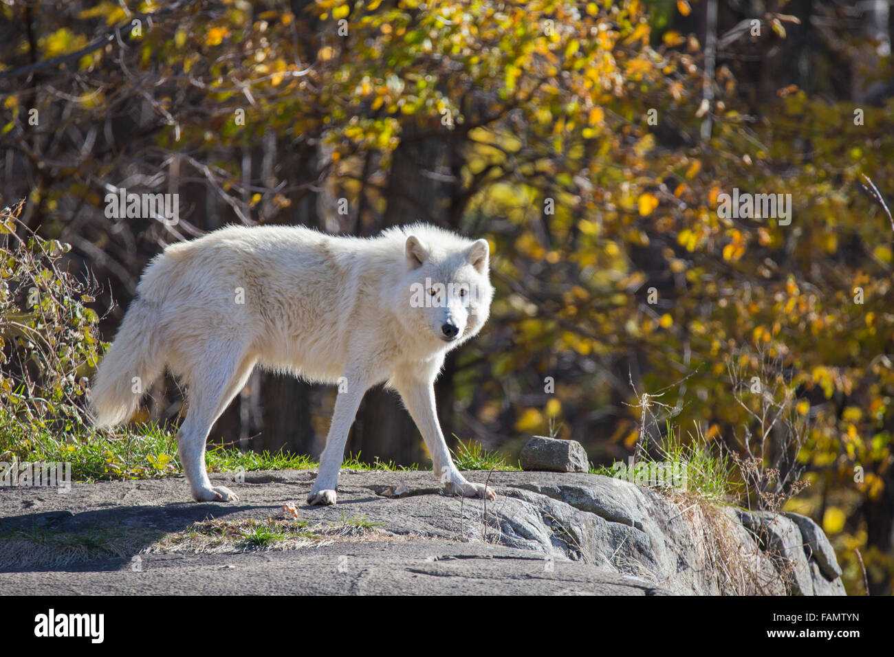 quebec, canada, north, cold, coldest Stock Photo - Alamy