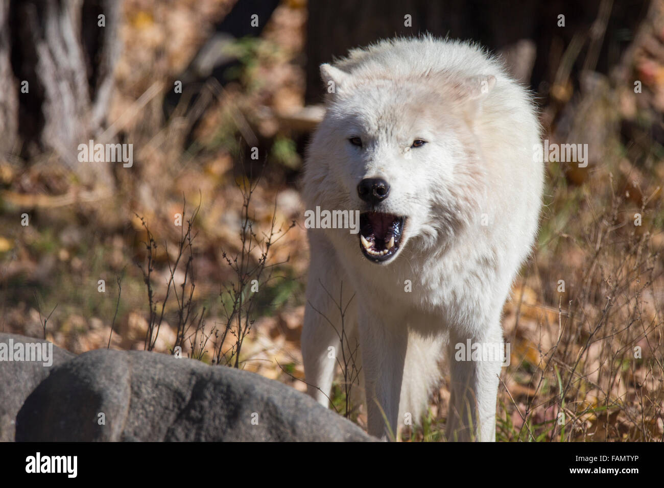 Arctic wolf pictures hi-res stock photography and images - Alamy