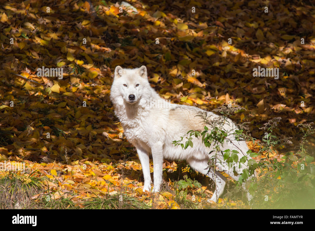 quebec, canada, north, cold, coldest Stock Photo - Alamy