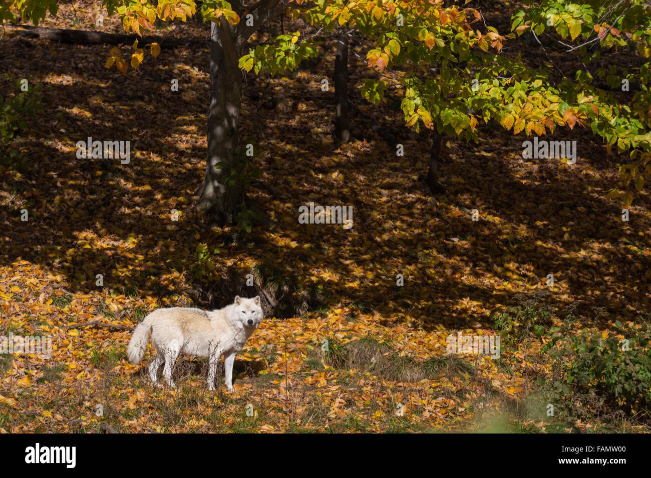 Montebello quebec hi-res stock photography and images - Alamy