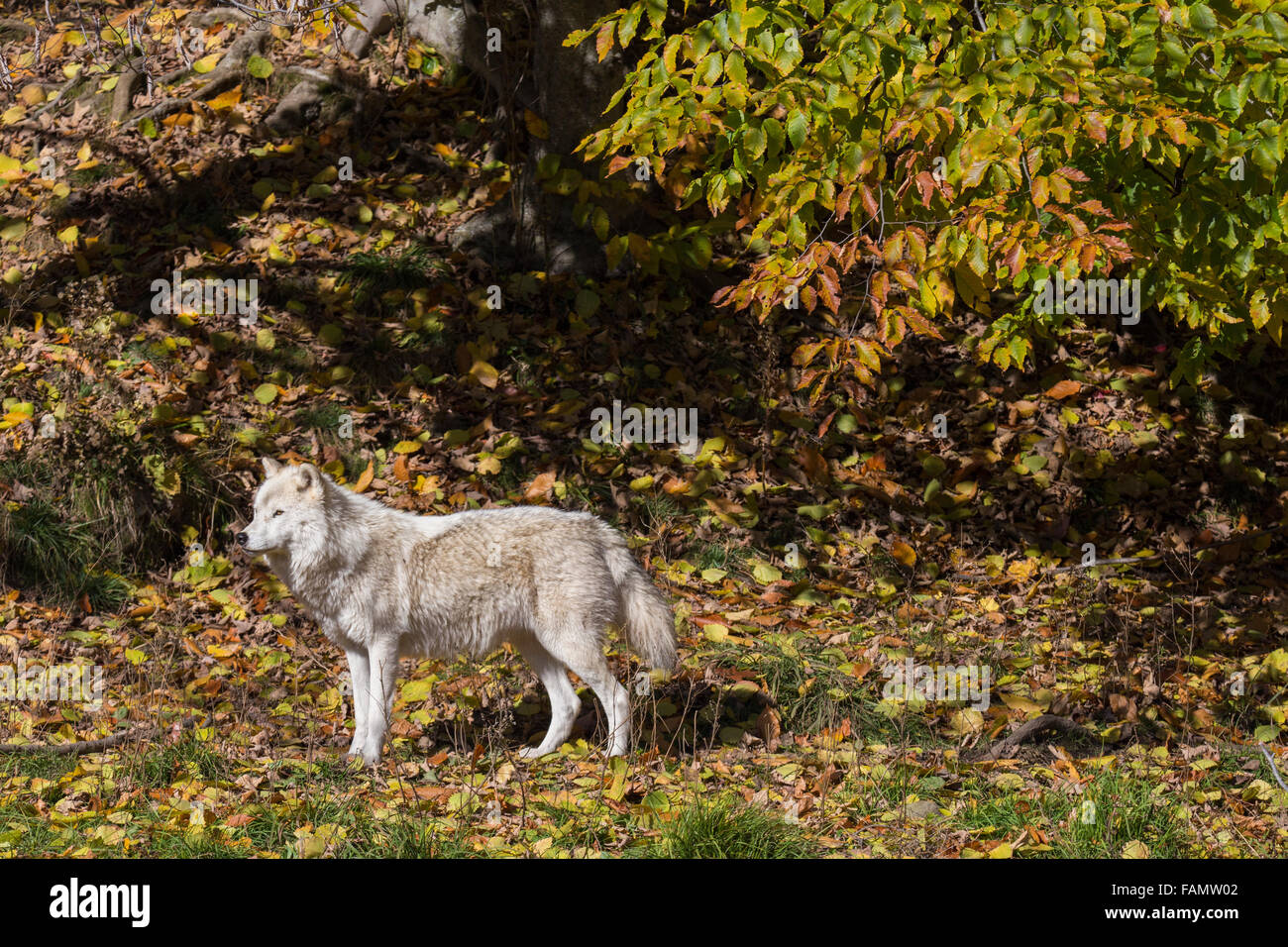 quebec, canada, north, cold, coldest Stock Photo - Alamy
