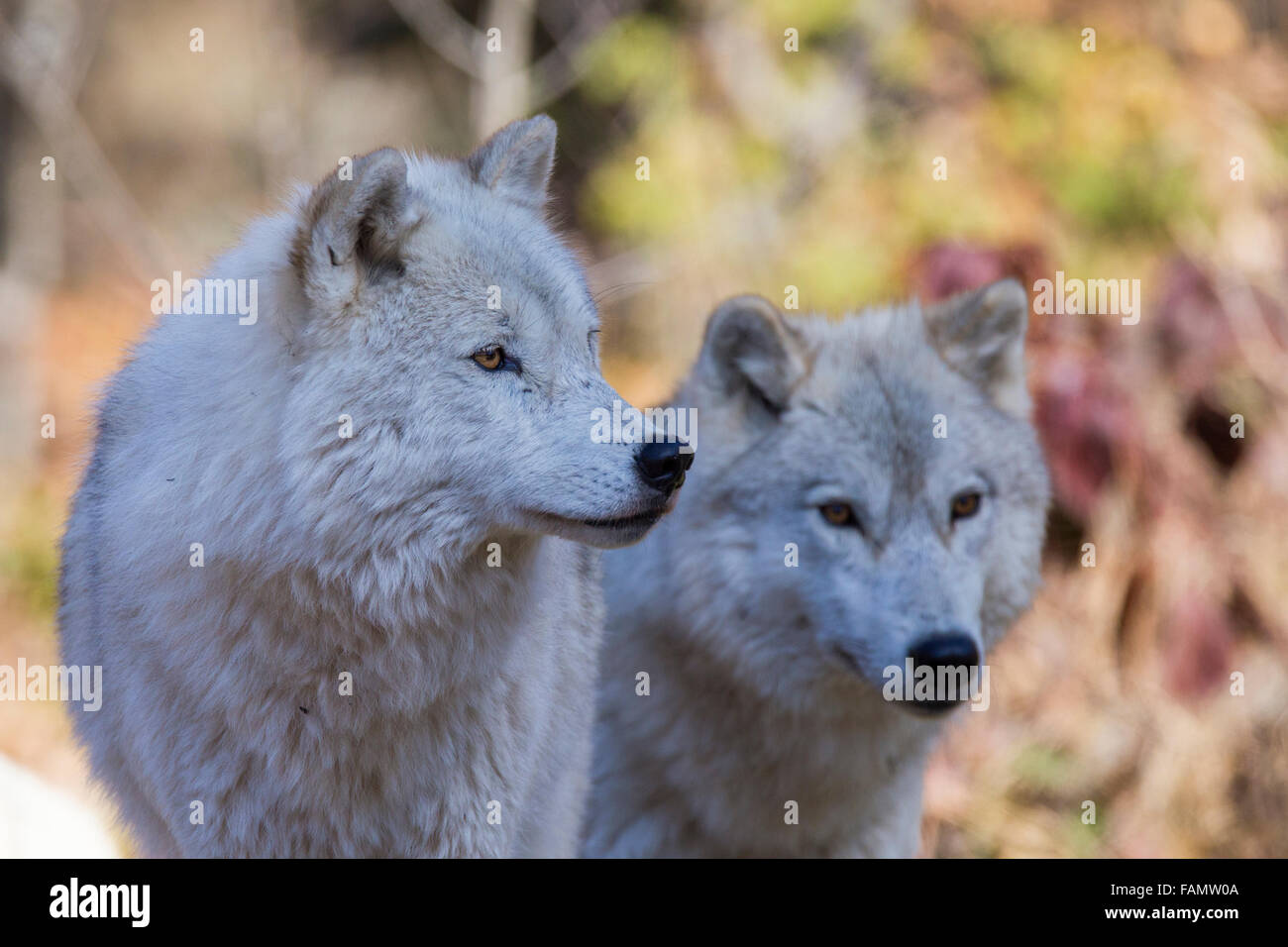 quebec, canada, north, cold, coldest Stock Photo - Alamy