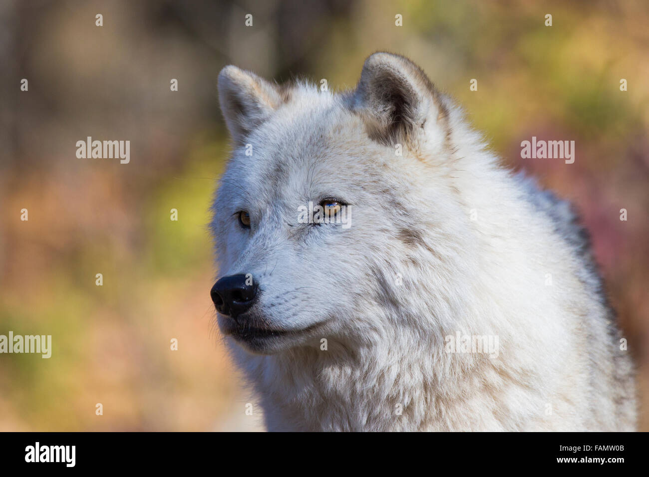 quebec, canada, north, cold, coldest Stock Photo - Alamy