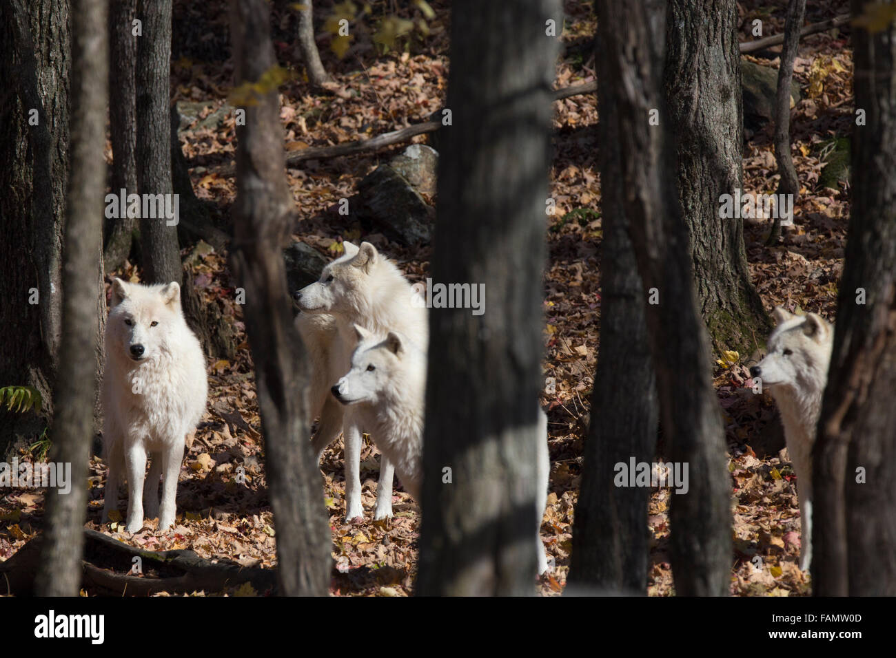 quebec, canada, north, cold, coldest Stock Photo - Alamy