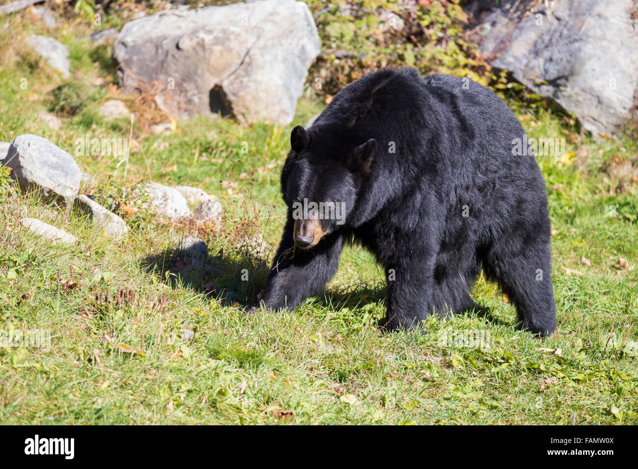 Huge male black bear (Ursus Americanus) in autumn Stock Photo - Alamy