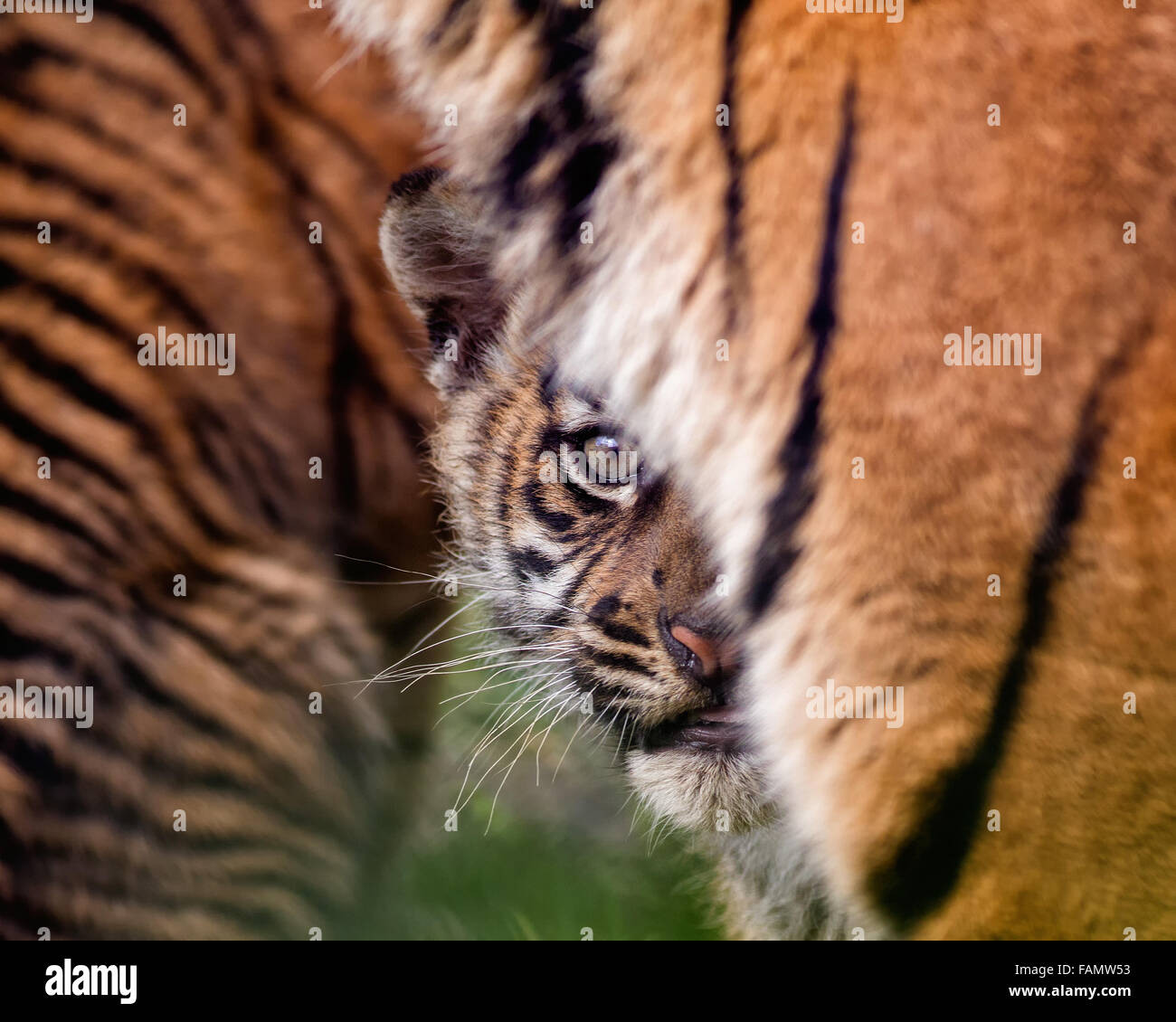 Tiger cub hiding Stock Photo - Alamy