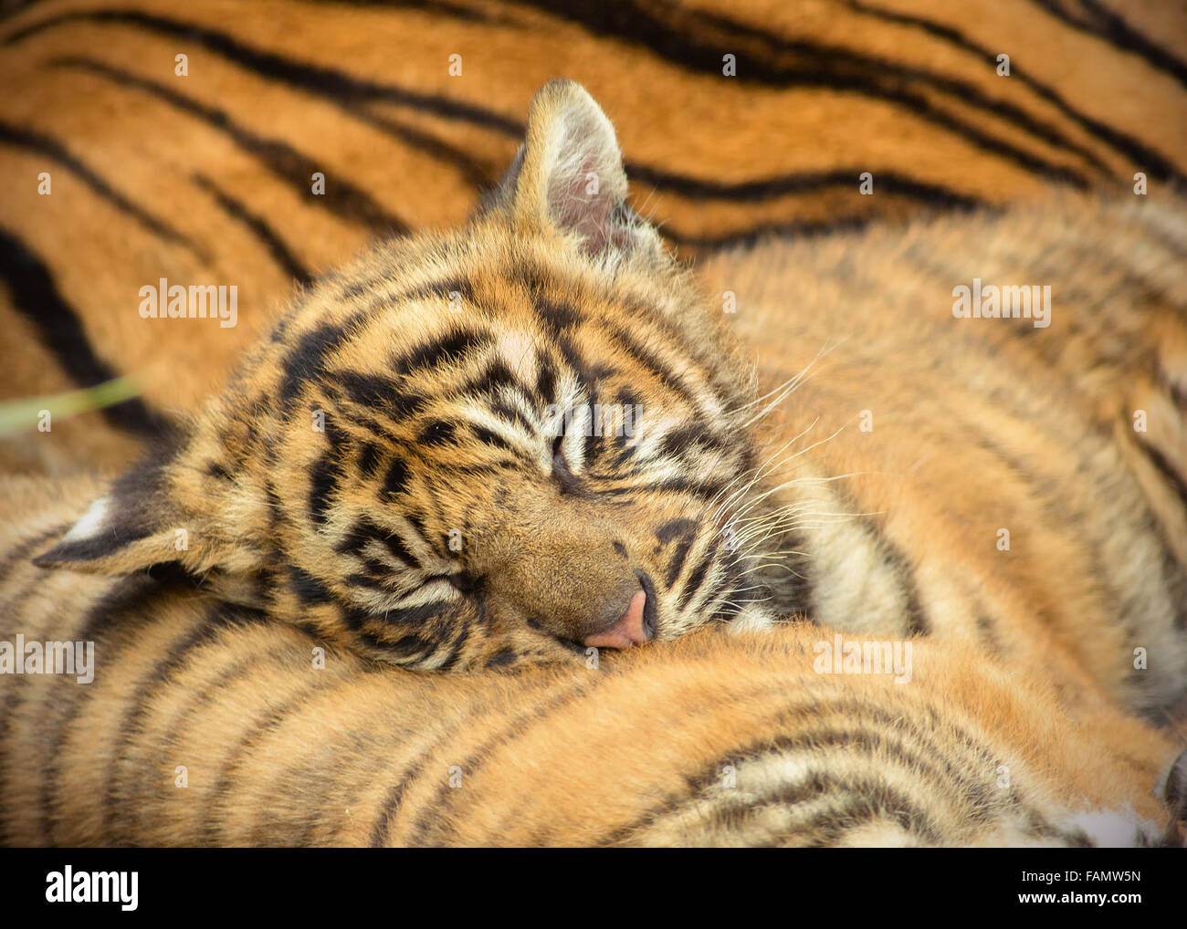 Tiger cub sleeping Stock Photo - Alamy