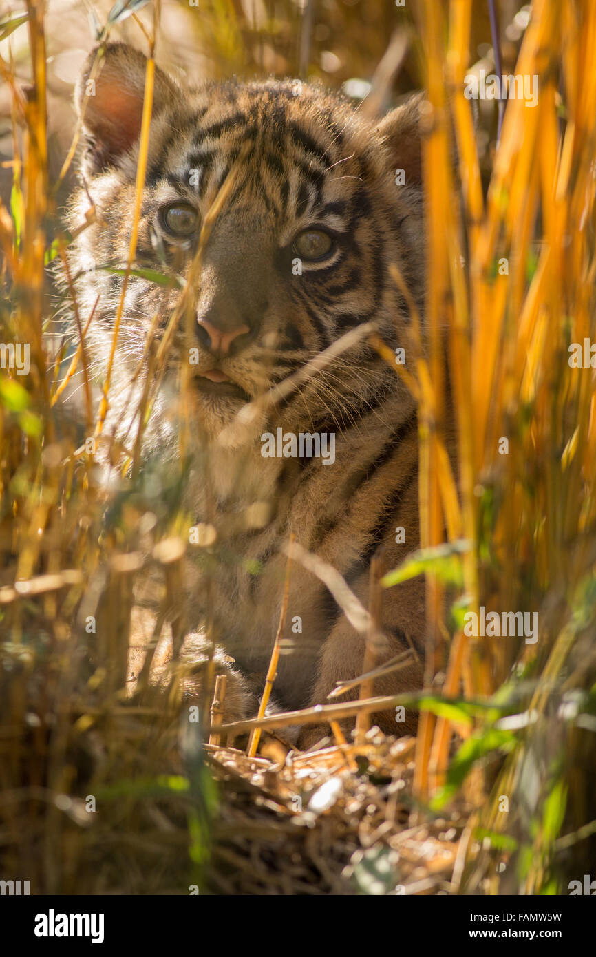 Tiger cub hiding Stock Photo - Alamy