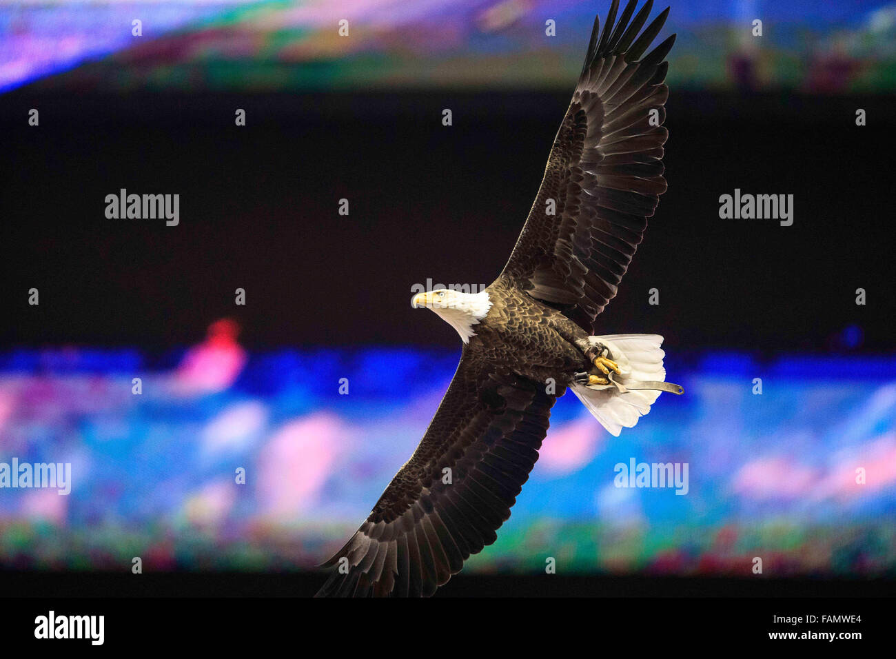 Eagle stadium stadium texas hi-res stock photography and images - Alamy